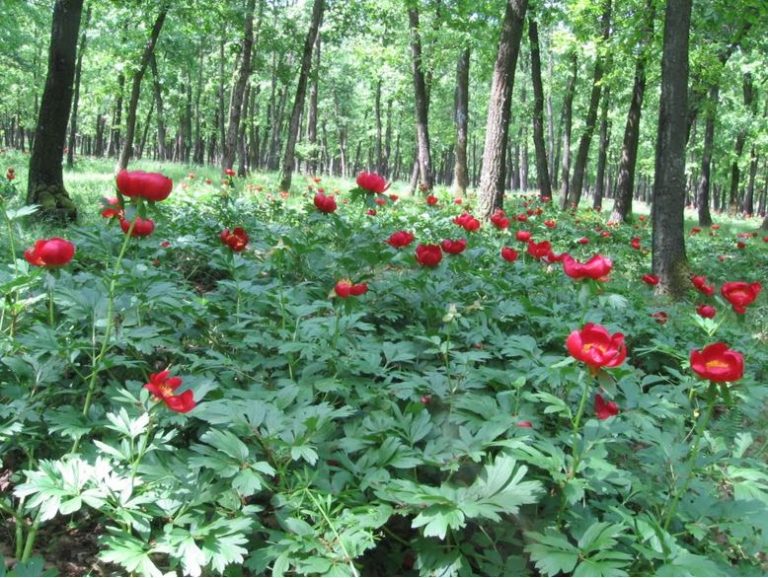 Bujorul – Floarea lunii mai – simbolul bogatiei si al prosperitatii ...