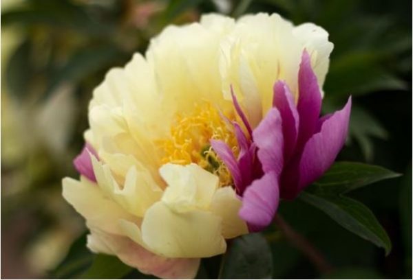 Bujorul – Floarea lunii mai – simbolul bogatiei si al prosperitatii ...